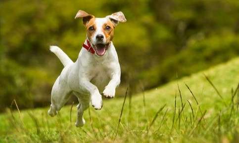 Small Dog Health Problems - Riverbank Animal Hospital