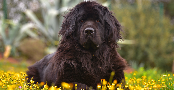 Addison's Disease in Dogs - Riverbank Animal Hospital